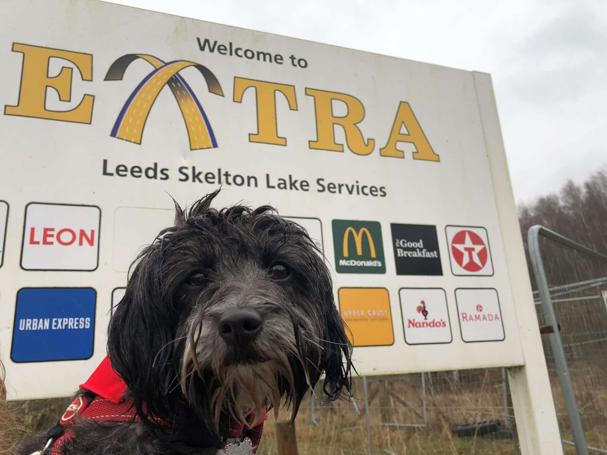 Dogs at Extra Motorway Service Areas - Extra Motorway Service Areas